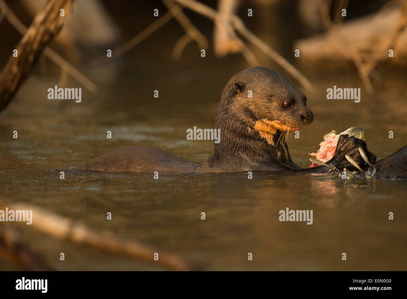 Giant River Otter eating fish, Matto Grosso, Pantanal, Brazil, South ...