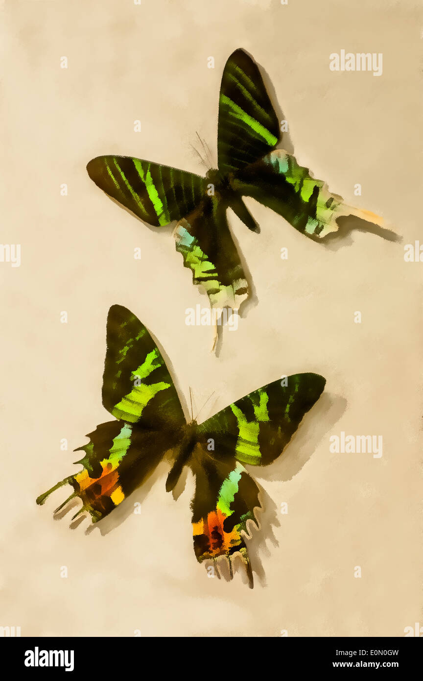 Chrysiridia High Resolution Stock Photography and Images - Alamy