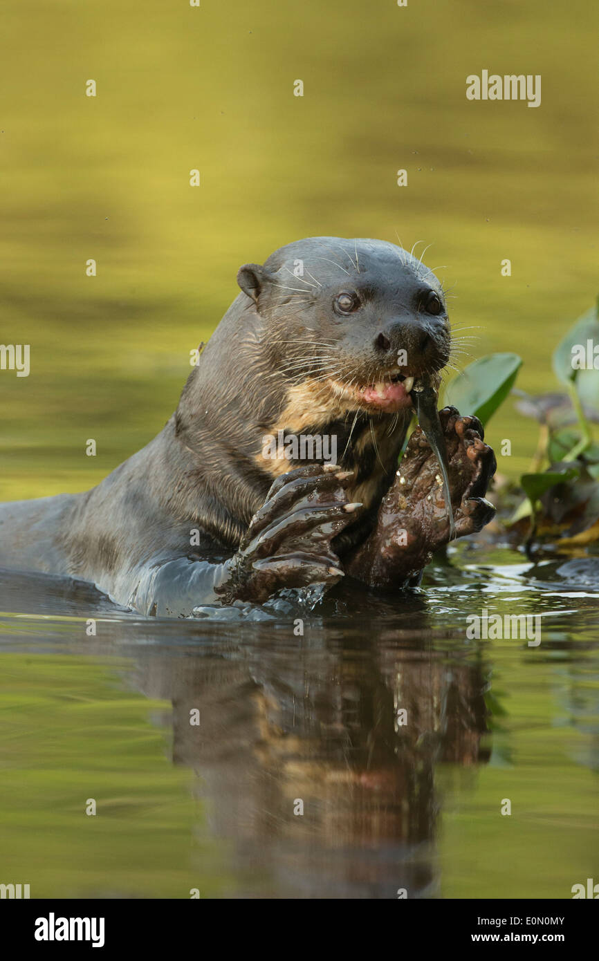 Giant River Otter eating fish, Matto Grosso, Pantanal, Brazil, South ...