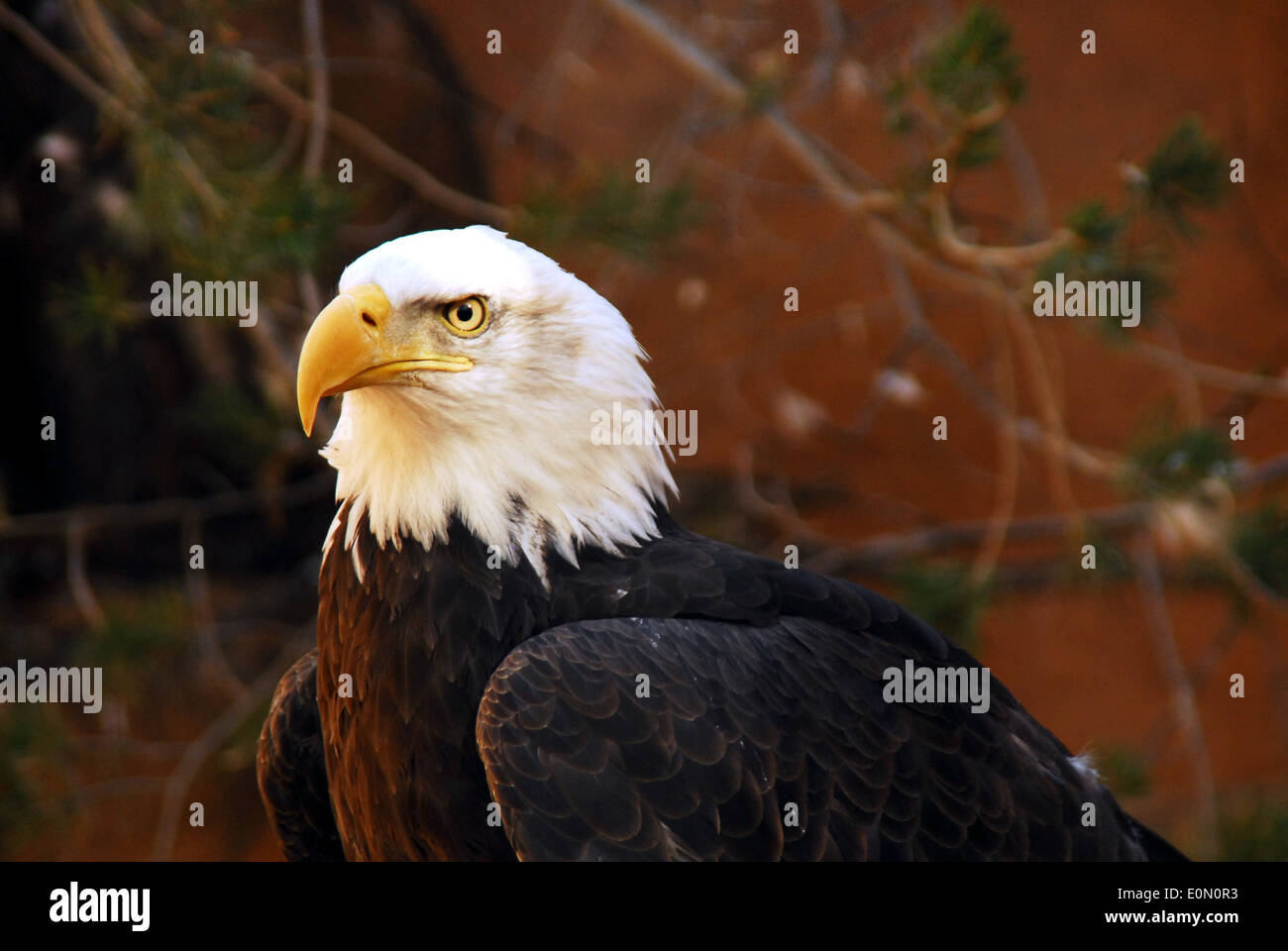 Bald Eagle sitting on a limb at a zoo Stock Photo - Alamy