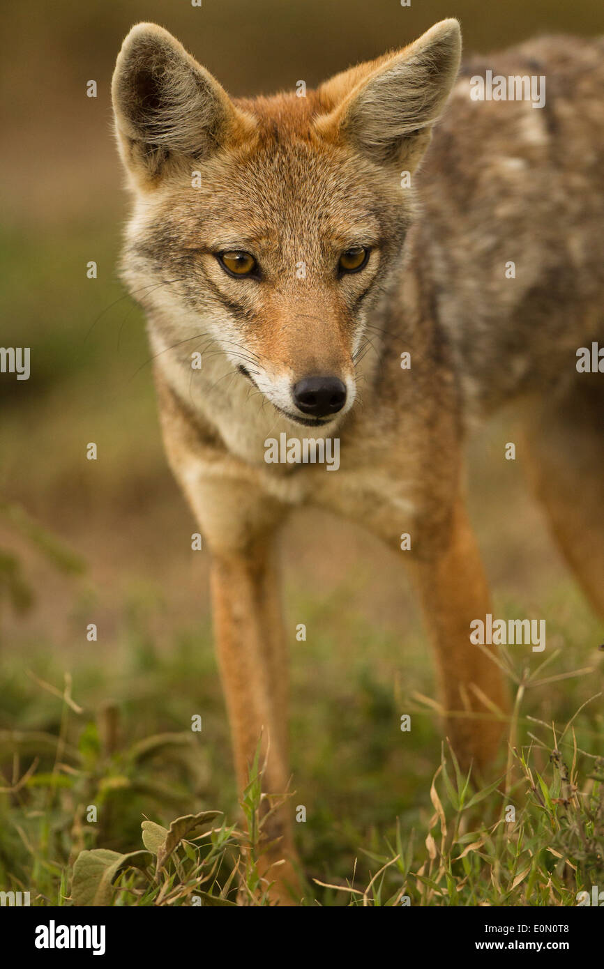 African Golden Wolf Stock Photos & African Golden Wolf Stock Images - Alamy