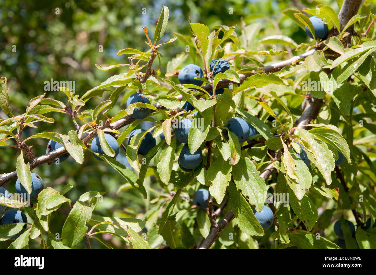 Leaves and fruits of Blackthorn, Prunus spinosa Stock Photo - Alamy