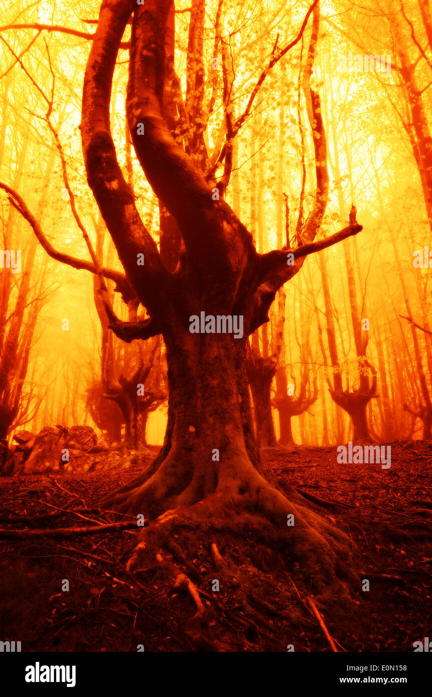 creepy forest with trees on fire Stock Photo - Alamy