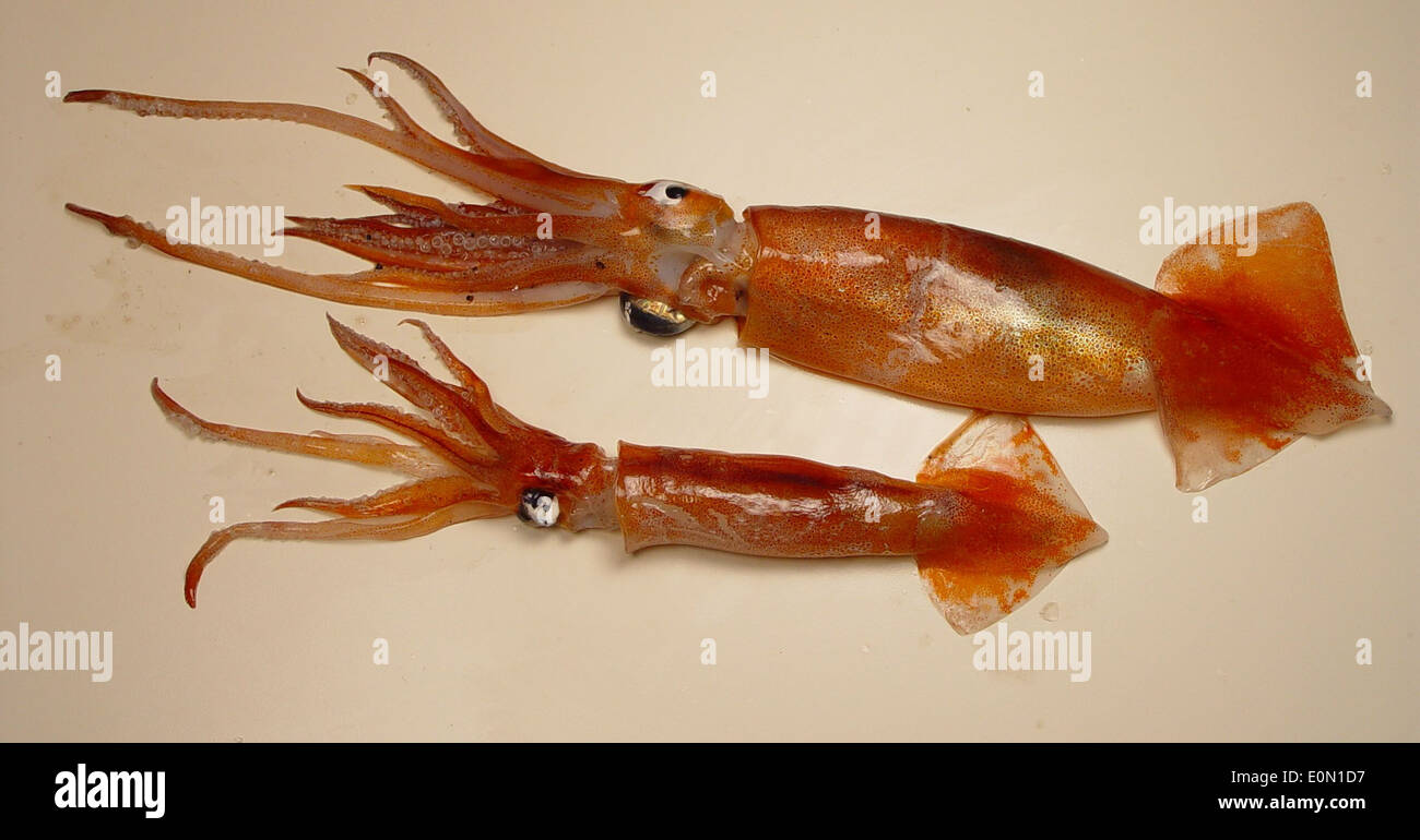 Diverse group fish species hi-res stock photography and images - Alamy