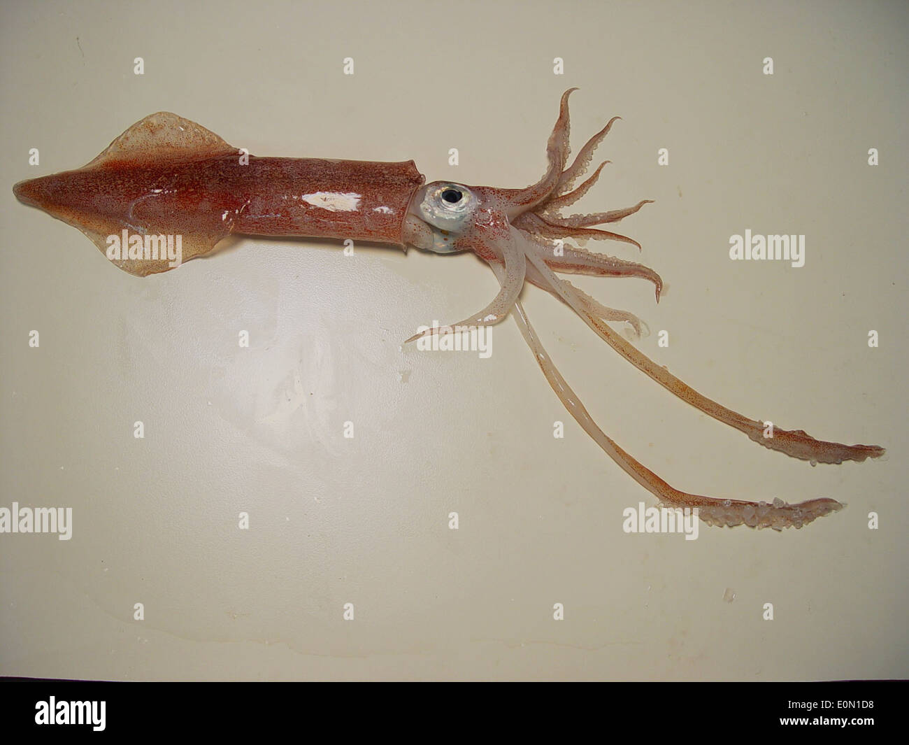 Commercial squid fishing hi-res stock photography and images - Alamy