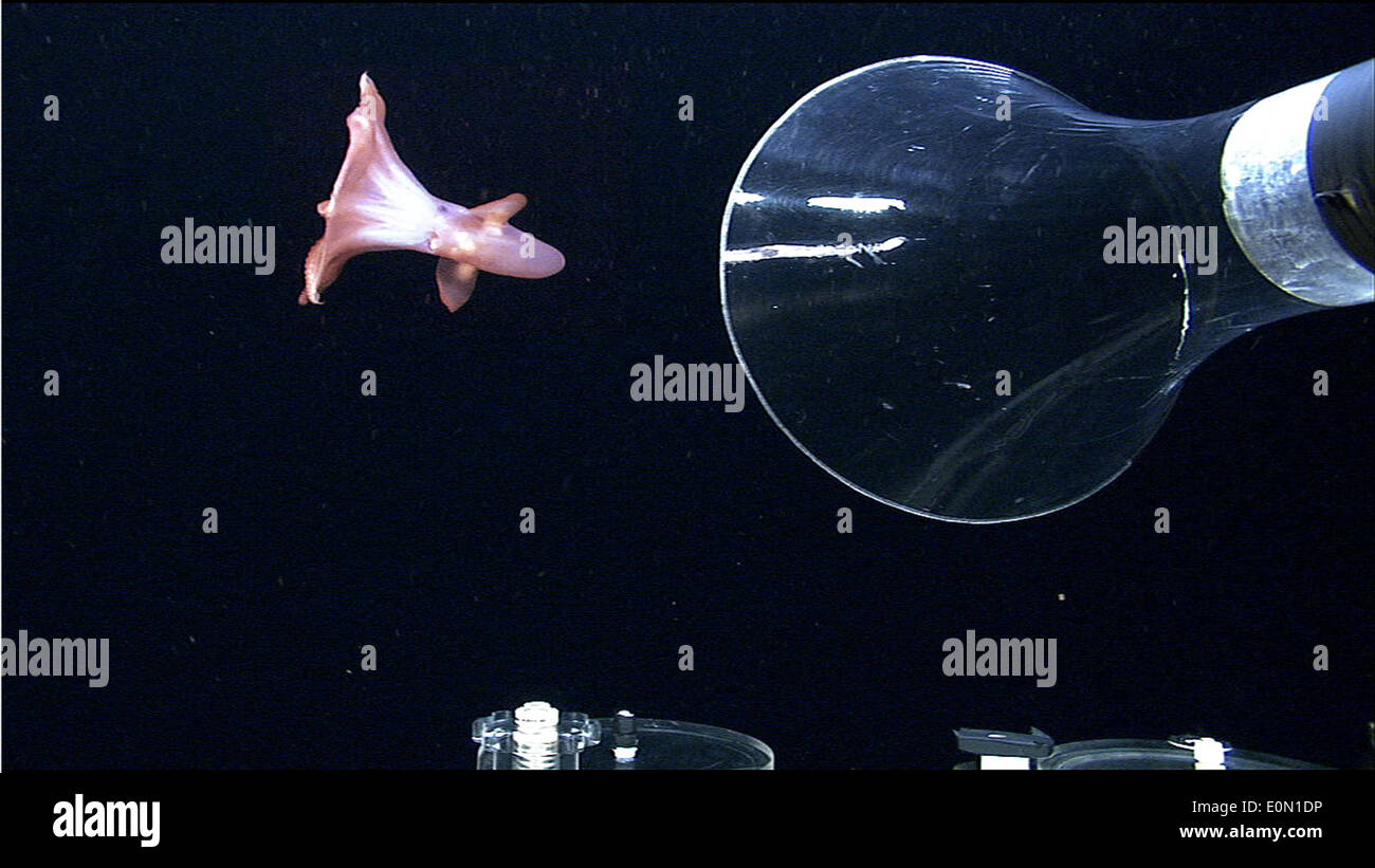 The ROV's suction device is activated as it approaches 'Oliver,' an ...