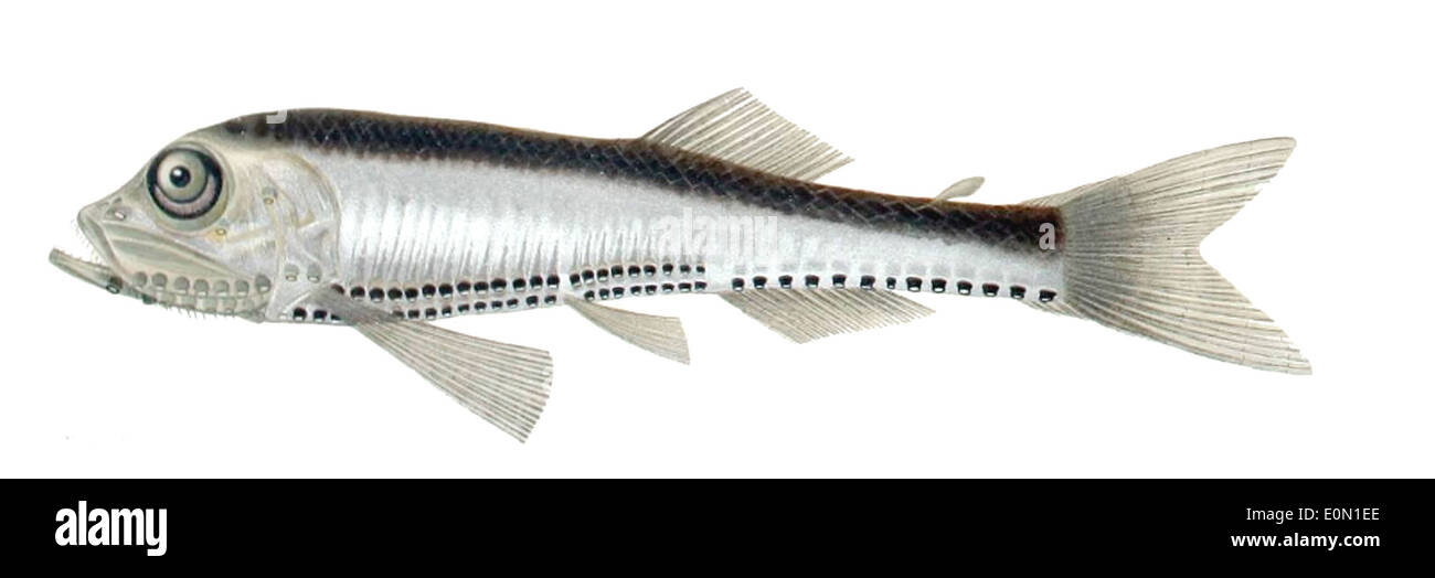 Lanternfish bioluminescence hi-res stock photography and images - Alamy