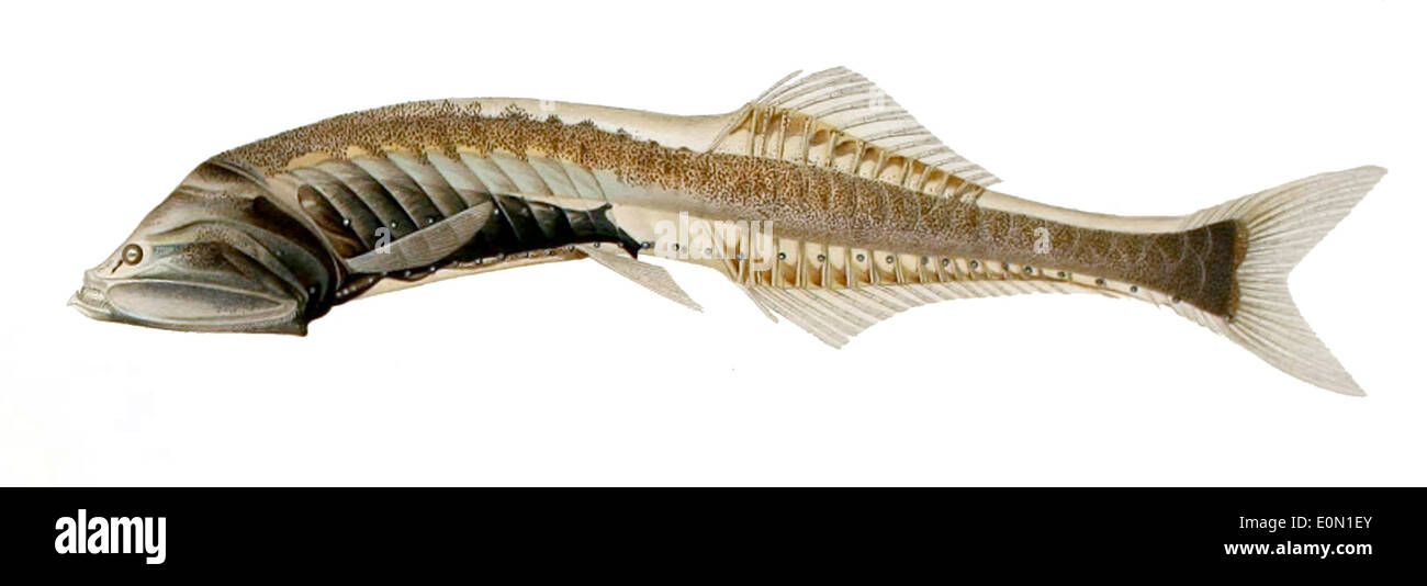 Cyclothone microdon is a species of lanternfish found in deep-sea ...