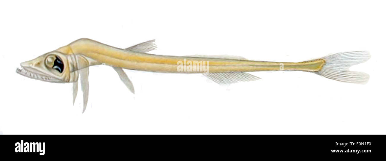 Benthalbella infans hi-res stock photography and images - Alamy