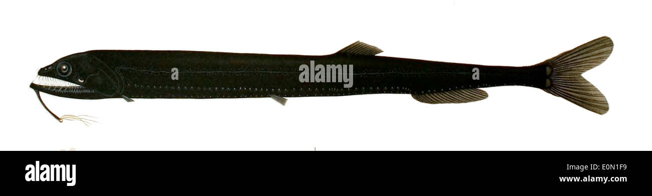 Decimus hi-res stock photography and images - Alamy