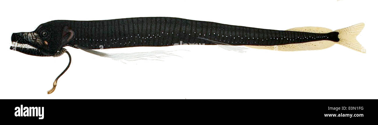 Eustomias braueri is a species of deep-sea dragonfishes, known for its ...