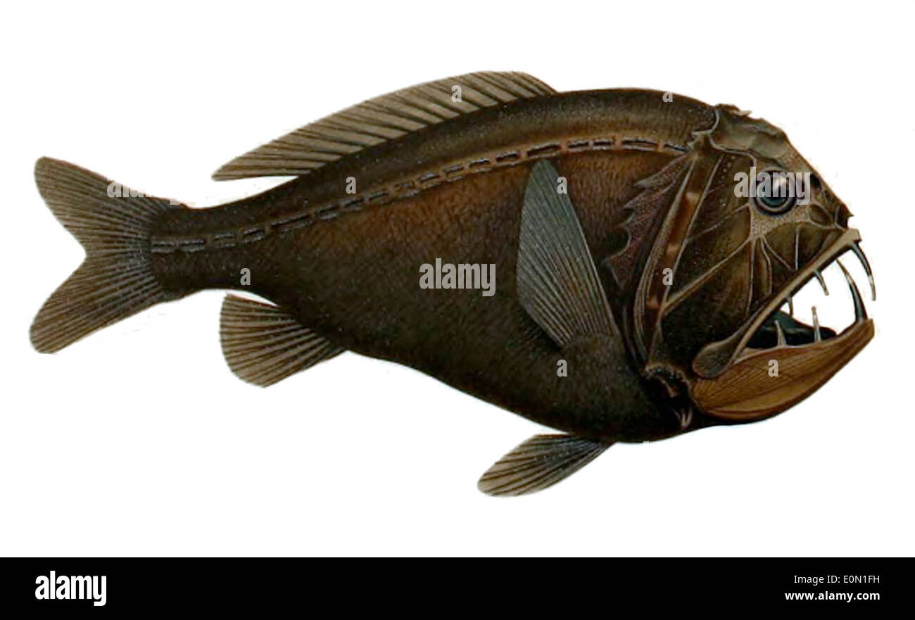 Anoplogaster cornuta, commonly known as the fangtooth fish, is a ...