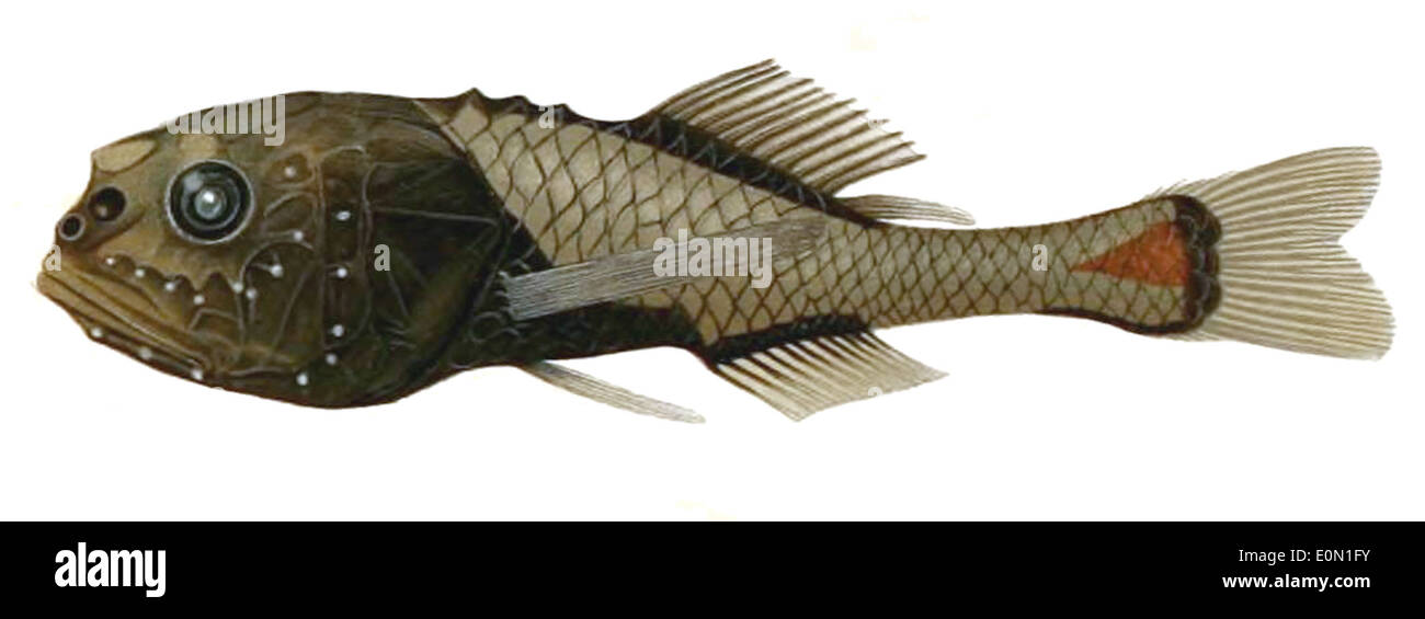 Poromitra crassiceps hi-res stock photography and images - Alamy