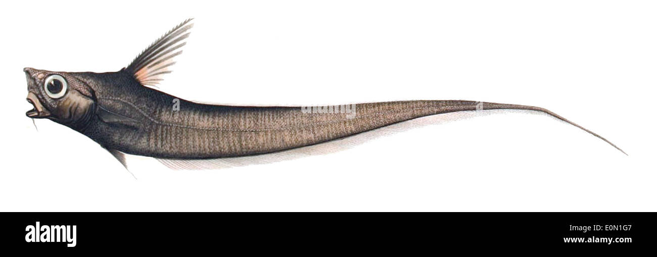 Grenadiers fish hi-res stock photography and images - Alamy