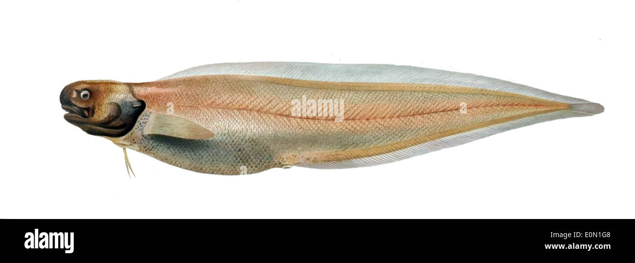 Deep patterns in Cut Out Stock Images & Pictures - Alamy