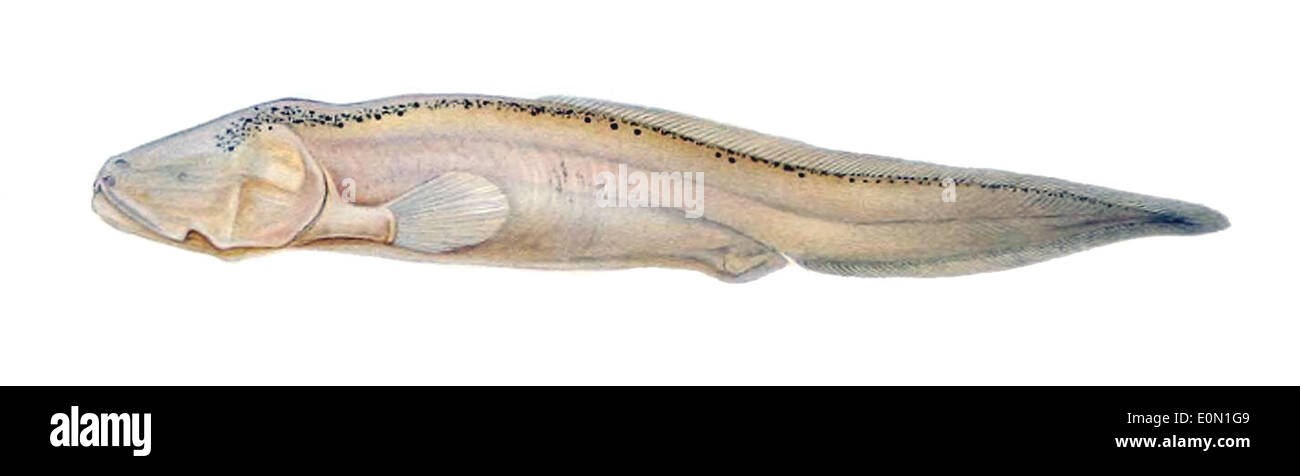 Scad fish hi-res stock photography and images - Alamy