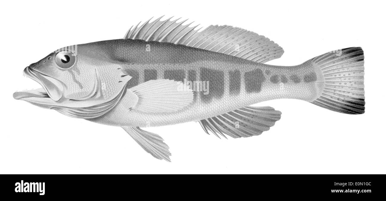 Deep reef atlantic Cut Out Stock Images & Pictures - Alamy