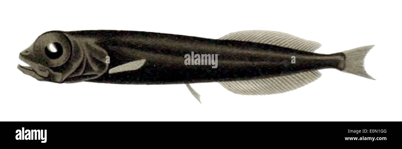 Indo pacific fauna Cut Out Stock Images & Pictures - Alamy