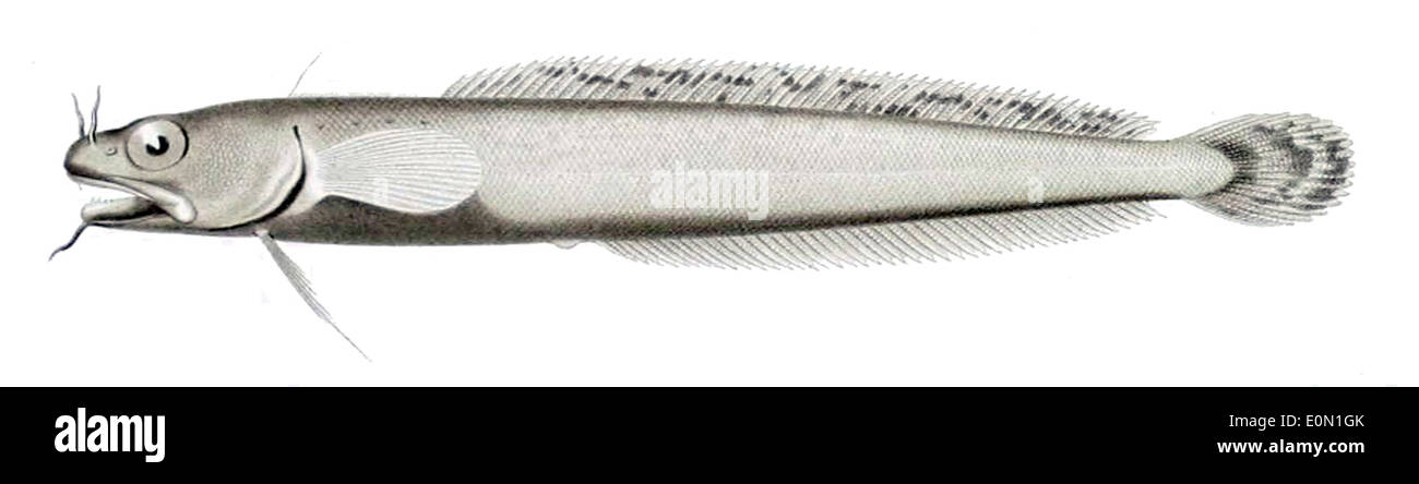 Long sandy Cut Out Stock Images & Pictures - Alamy