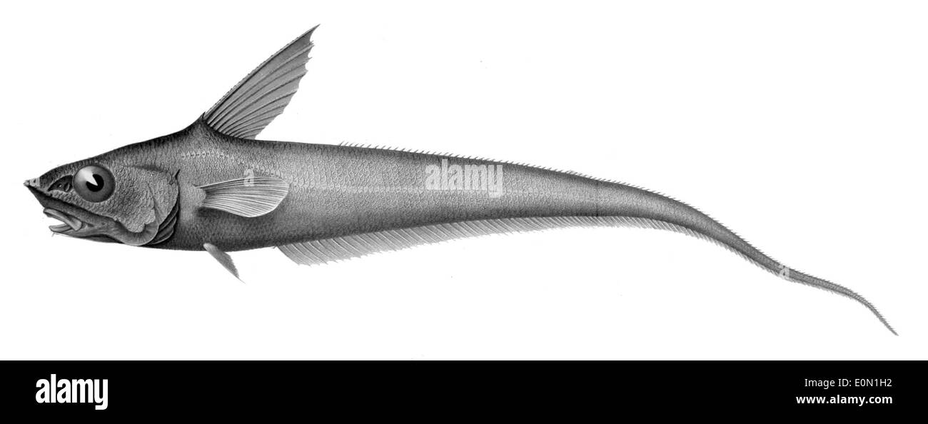 Coryphaenoides guentheri hi-res stock photography and images - Alamy