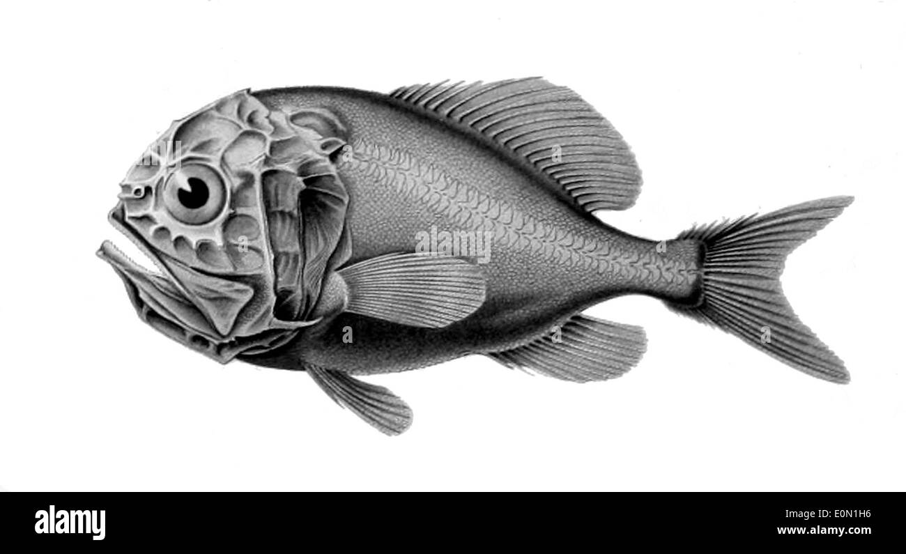 Orange roughy fish hi-res stock photography and images - Alamy