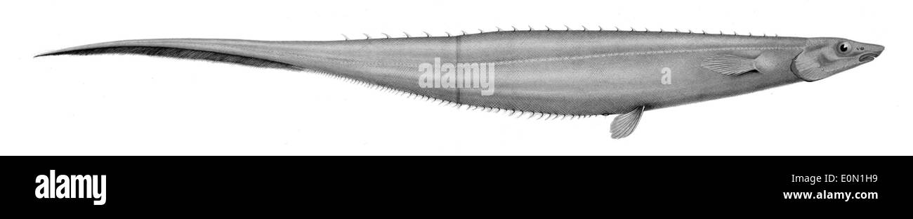 Polyacanthonotus rissoanus, a species of deep-sea fish, is known for ...