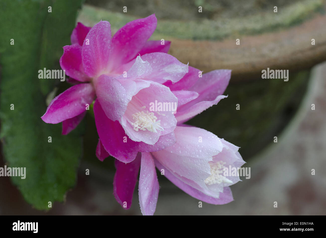 Pink flower, Punakha District, Bhutan Stock Photo - Alamy