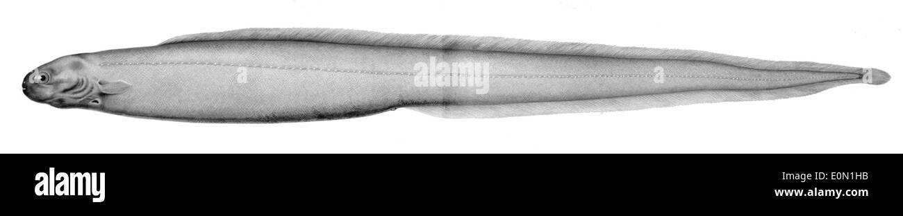 Simenchelys parasitica hi-res stock photography and images - Alamy