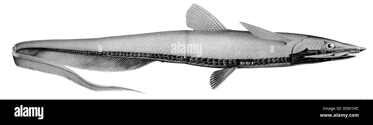 Fish with long fins hi-res stock photography and images - Alamy