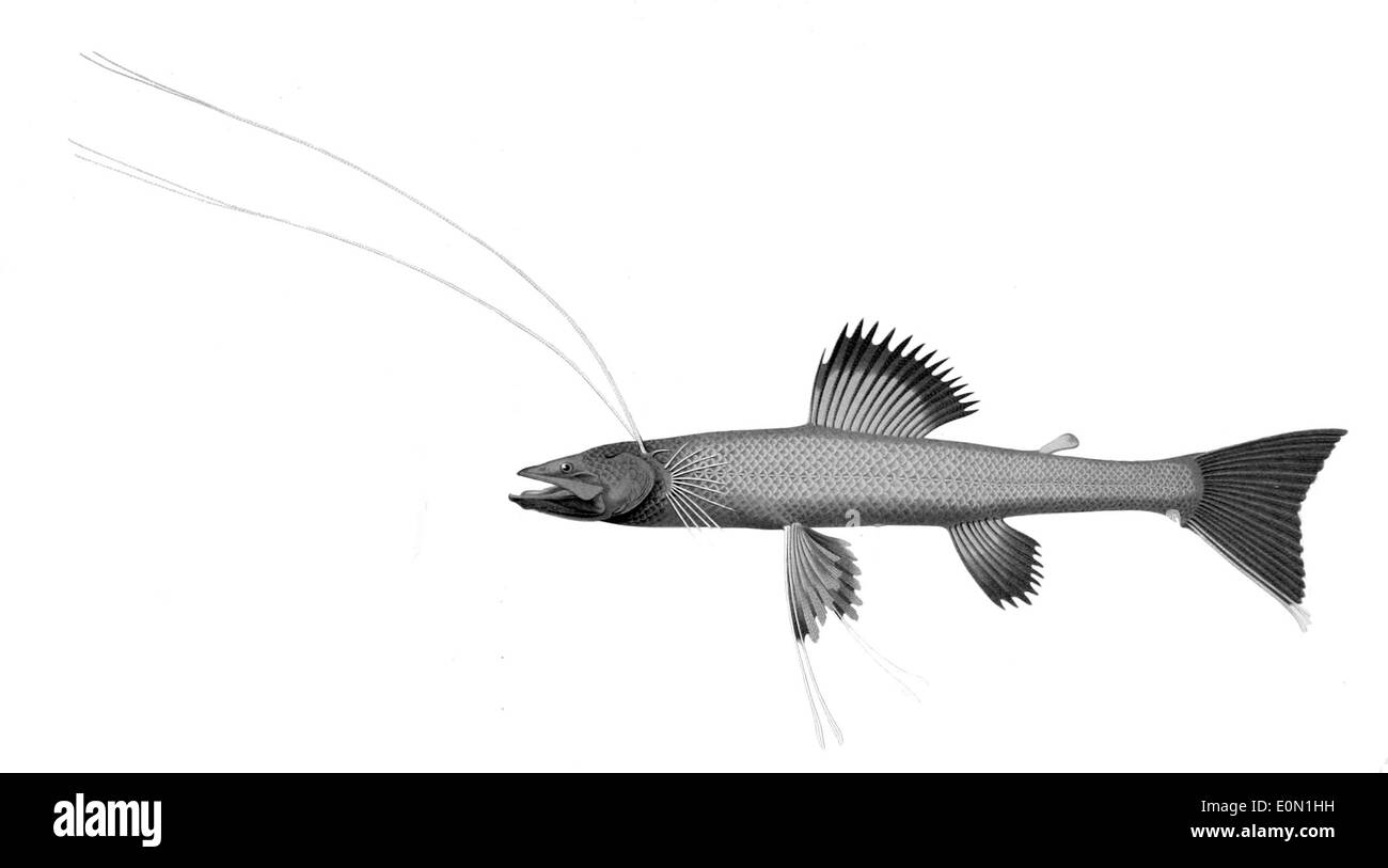 With about 500 species Black and White Stock Photos & Images - Alamy