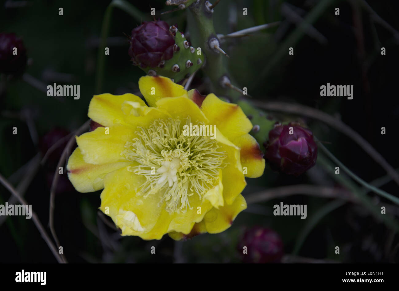 Yellow flower, Punakha District, Bhutan Stock Photo - Alamy