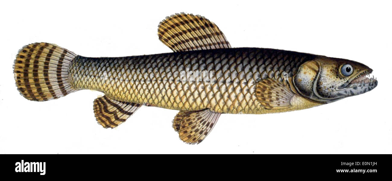 Hoplias hi-res stock photography and images - Alamy