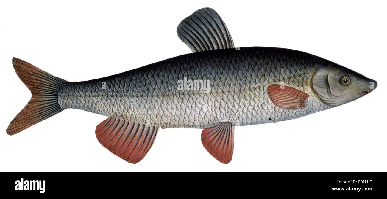Nase chondrostoma nasus hi-res stock photography and images - Alamy