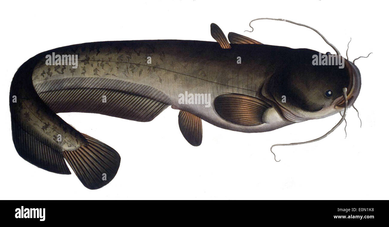 Glanis hi-res stock photography and images - Alamy