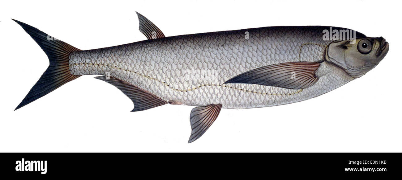 Long sharp knife Cut Out Stock Images & Pictures - Alamy