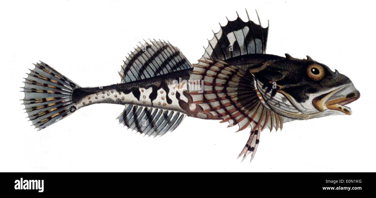Spiny fish species Cut Out Stock Images & Pictures - Alamy