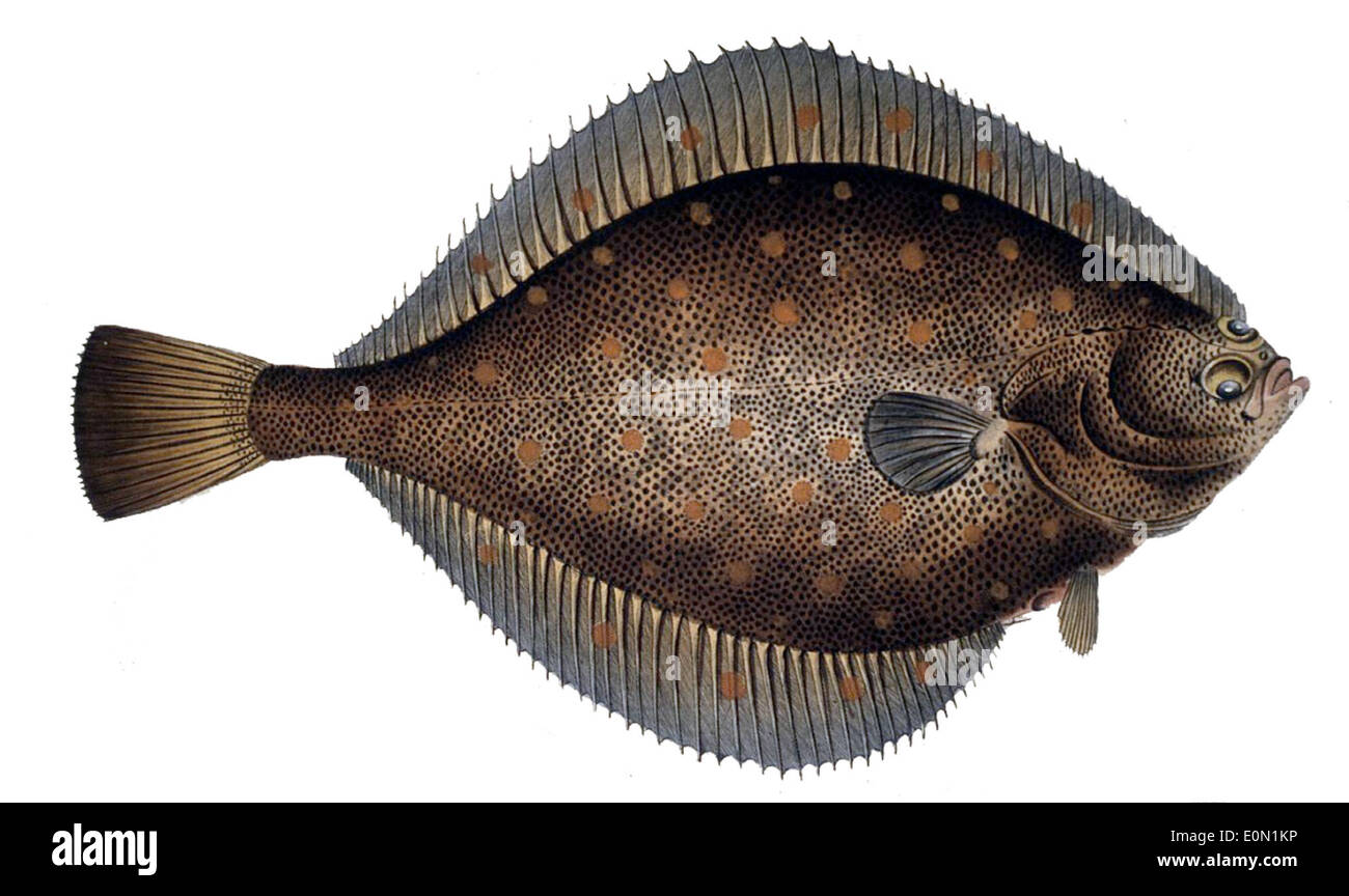 Pleuronectes hi-res stock photography and images - Alamy