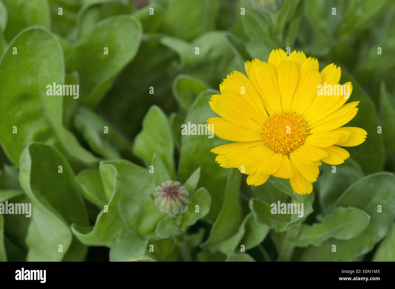 Spring flowers bhutan hi-res stock photography and images - Alamy