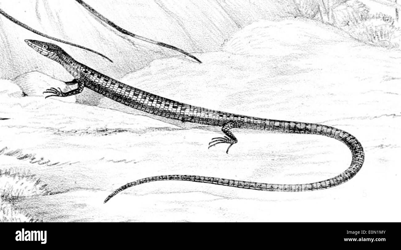 Anadia ocellata, known as the ocellated skink, is a species of lizard ...