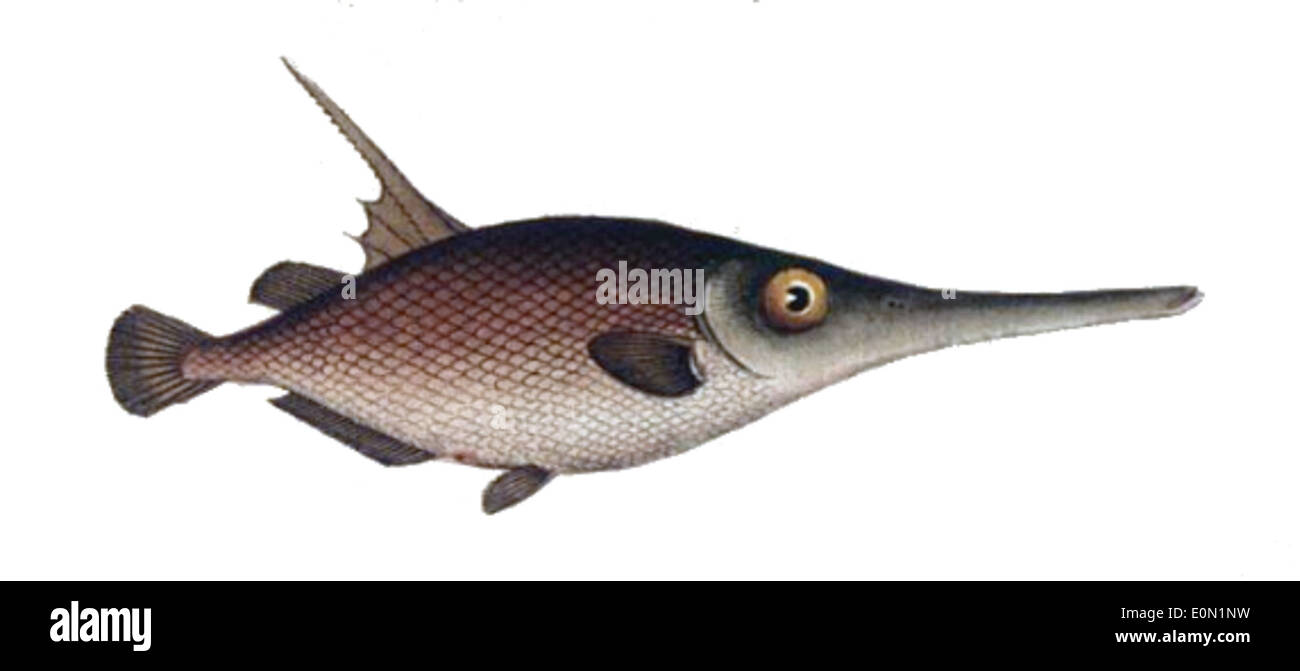 Snipefish macroramphosus scolopax Cut Out Stock Images & Pictures - Alamy