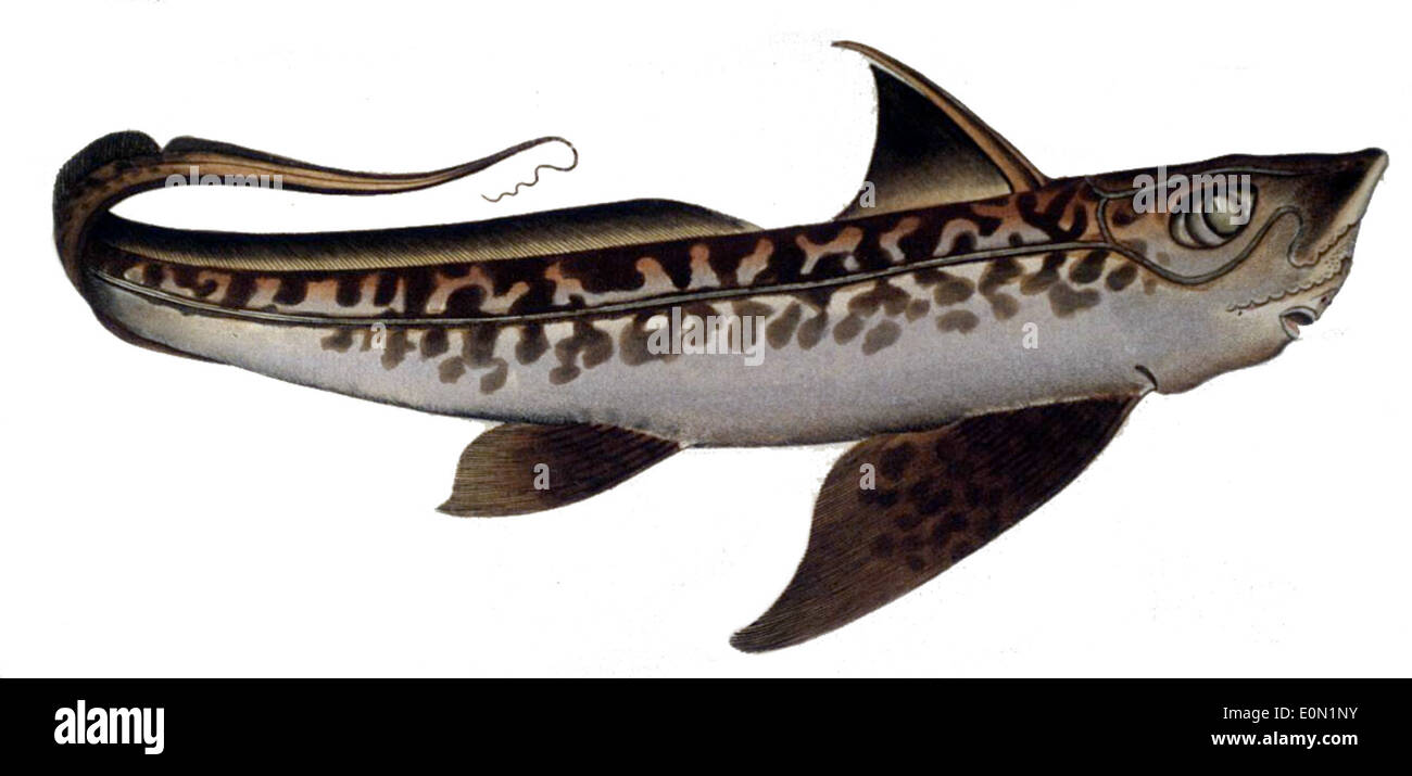 Cartilaginous fish species Cut Out Stock Images & Pictures - Alamy