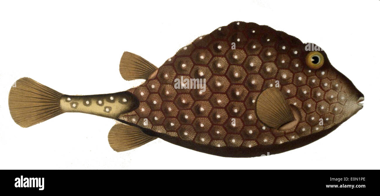 Smooth pufferfish hi-res stock photography and images - Alamy