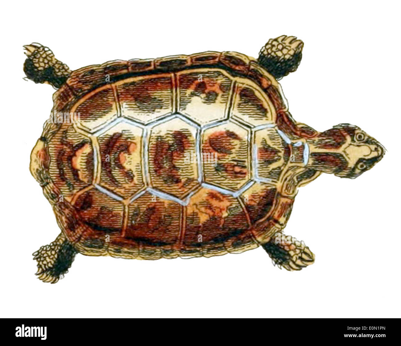 Gopherus polyphemus, known as the gopher tortoise, is a terrestrial ...