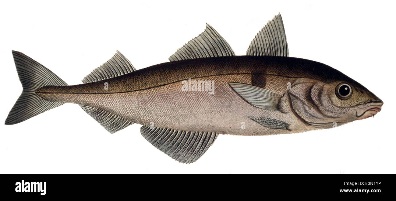 Melanogrammus hi-res stock photography and images - Alamy