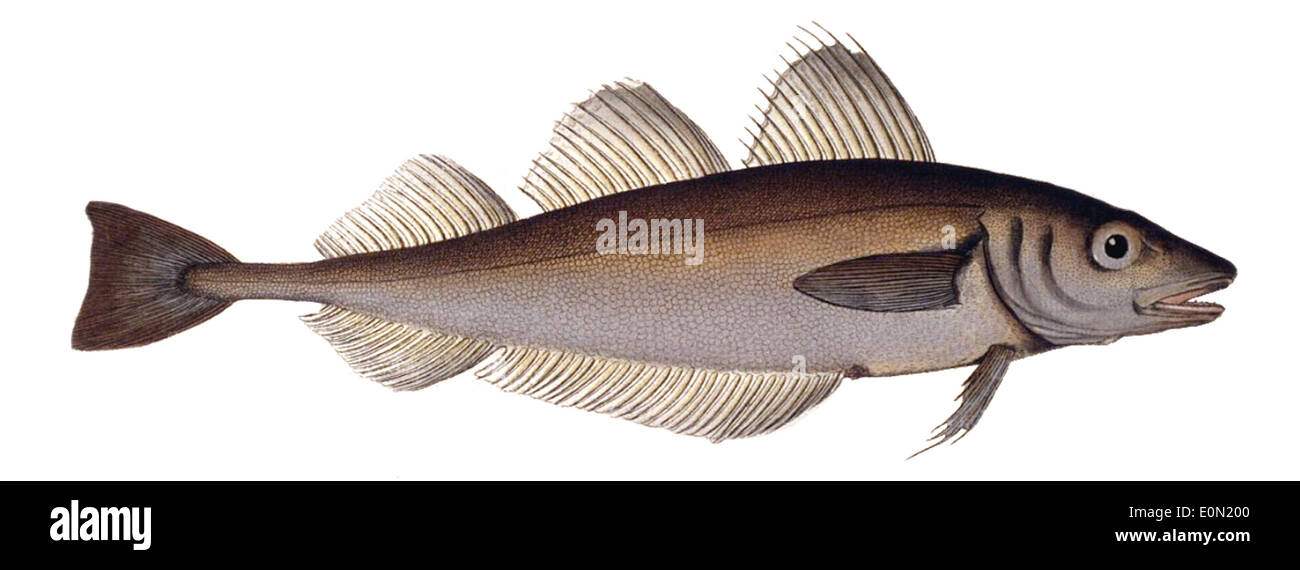 Important food fish species hi-res stock photography and images - Alamy