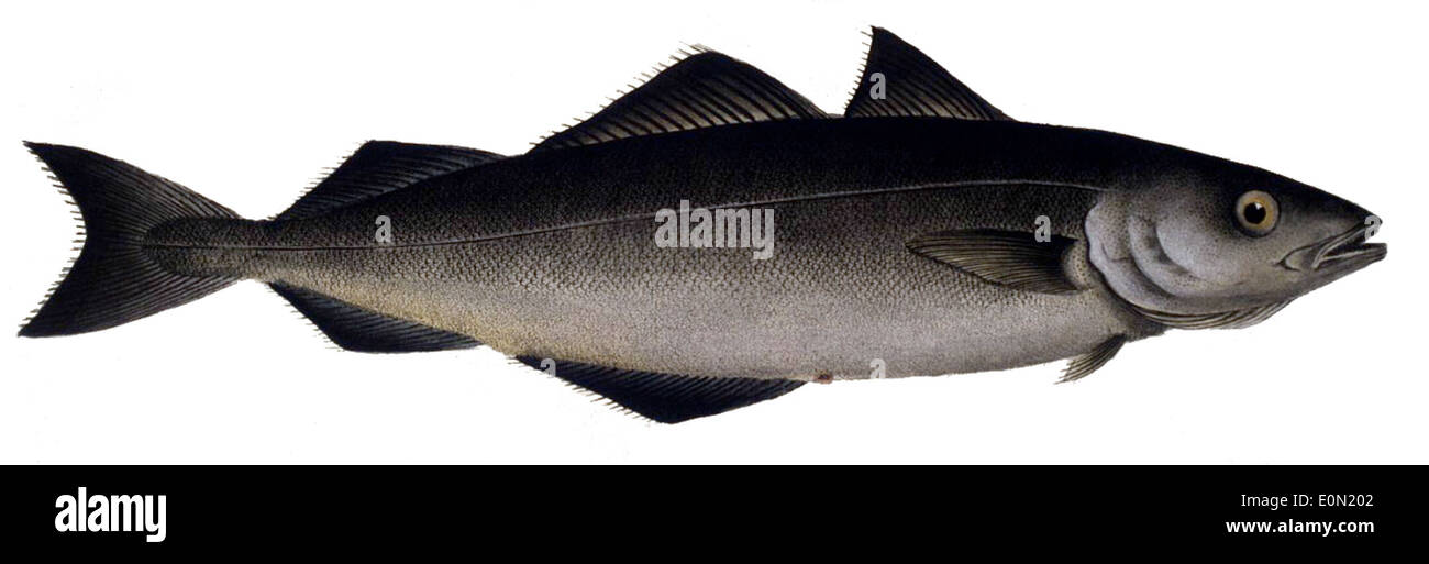 Pollachius Virens High Resolution Stock Photography and Images - Alamy