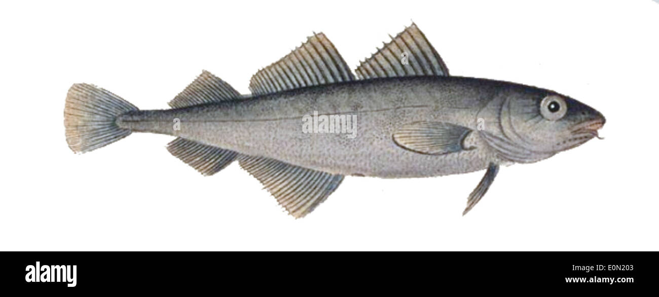 Minutus Cut Out Stock Images & Pictures - Alamy