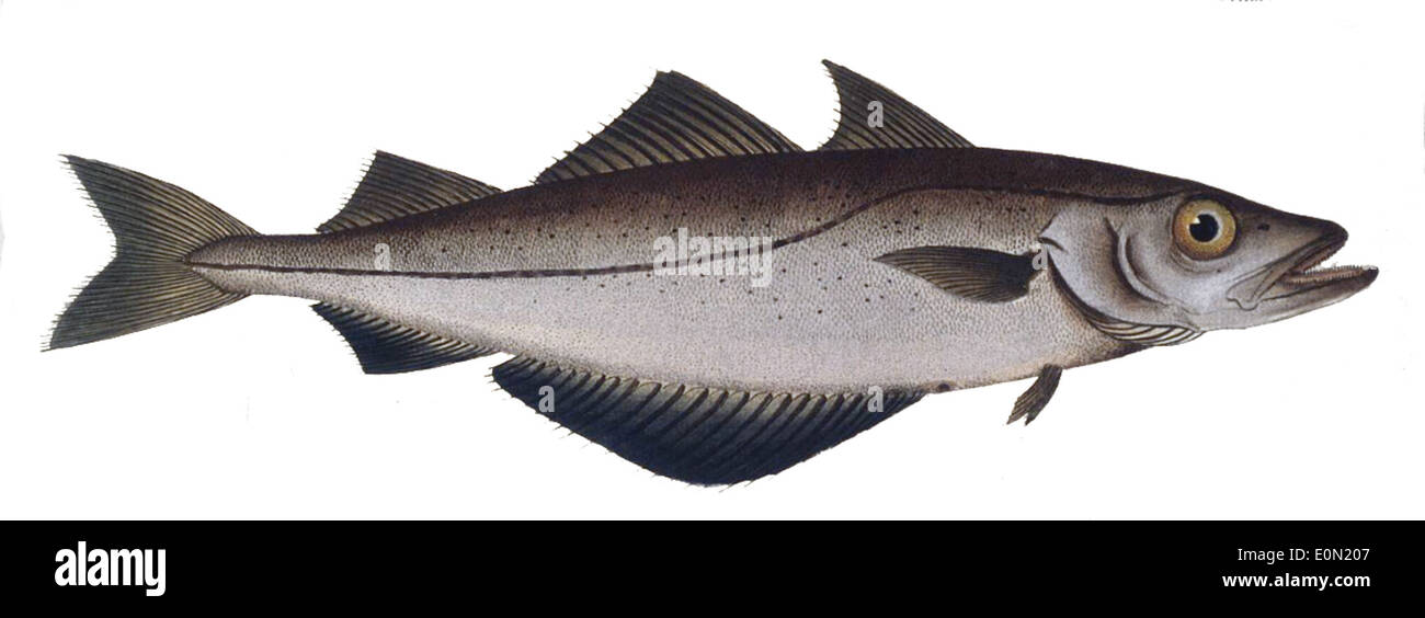 Pollachius pollachius, known as the pollock, is a species of fish found ...