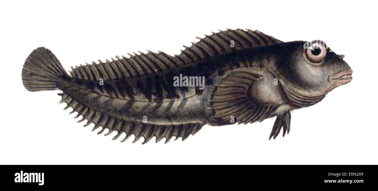 Fish common blenny hi-res stock photography and images - Alamy