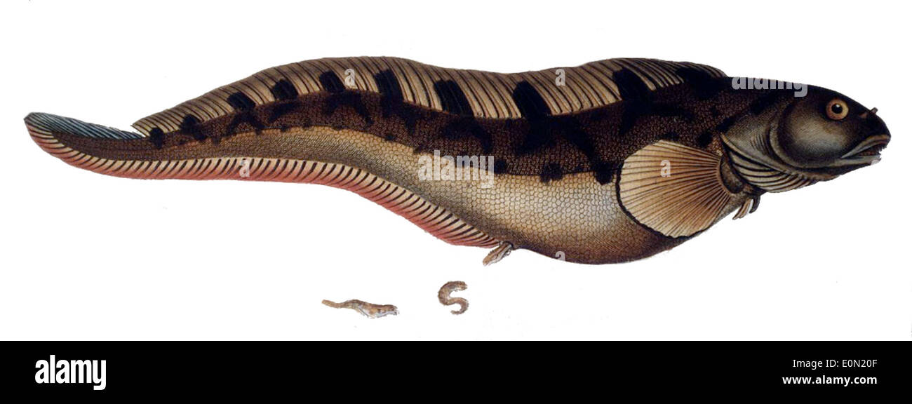 Viviparus hi-res stock photography and images - Alamy